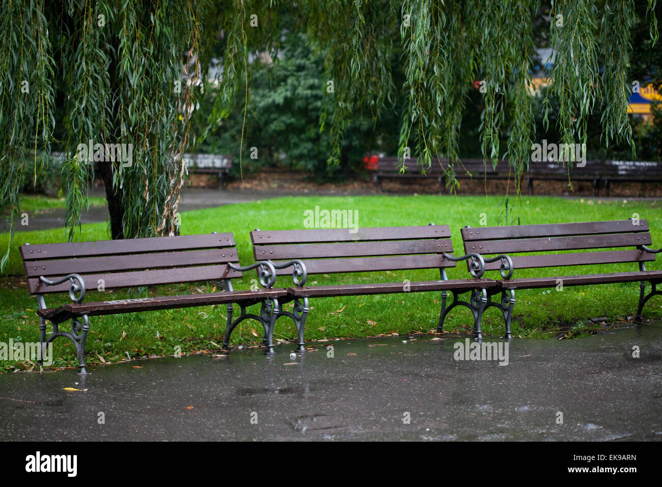 wet benches in the park on rain Stock Photo - Alamy