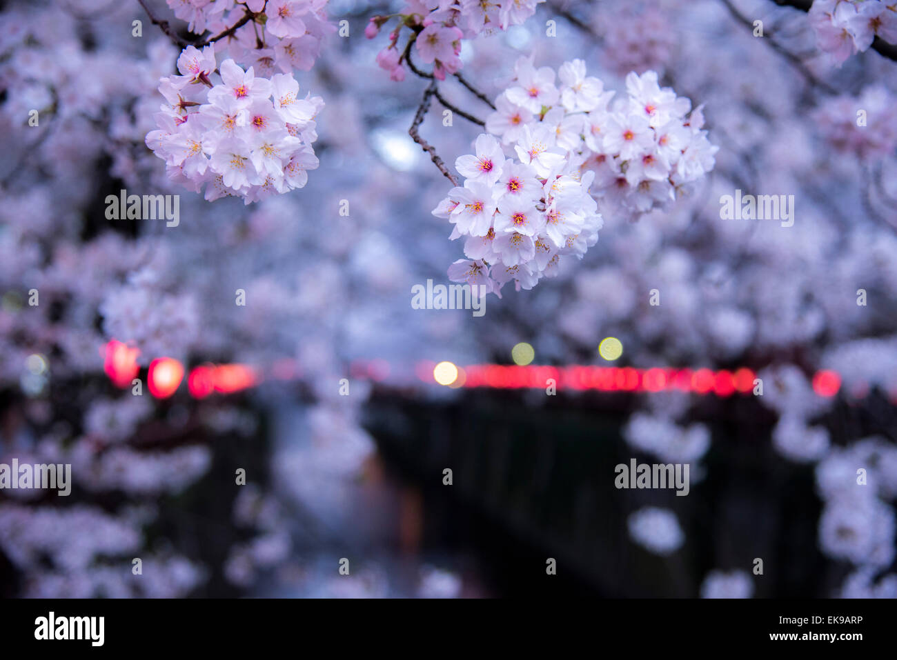 Cherry blossom,Meguro River,Meguro-Ku,Tokyo,Japan Stock Photo - Alamy