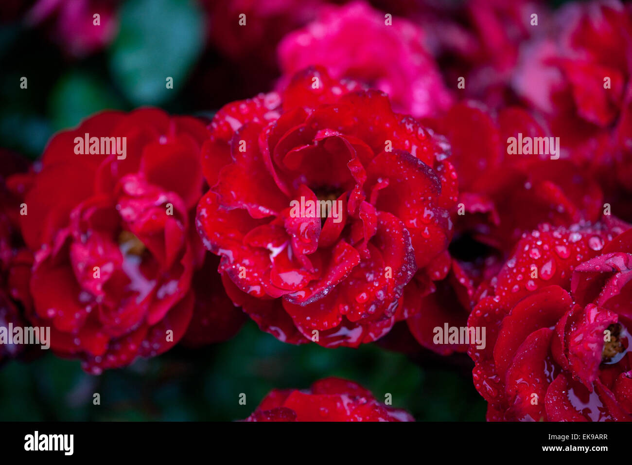 Rose with rain drops Stock Photo - Alamy