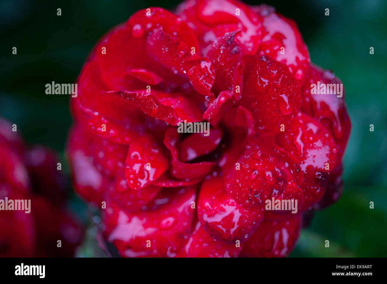 Rose with rain drops Stock Photo - Alamy