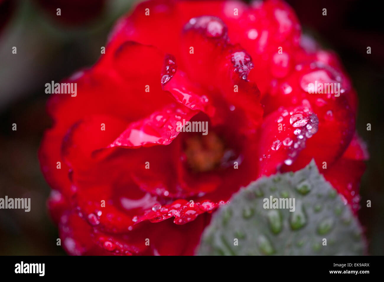 Rose with rain drops Stock Photo - Alamy