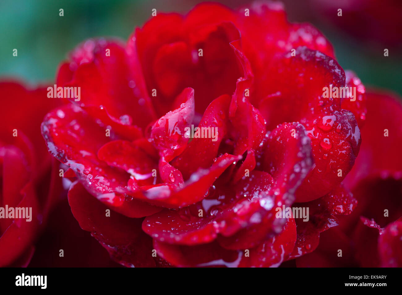 Rose with rain drops Stock Photo - Alamy