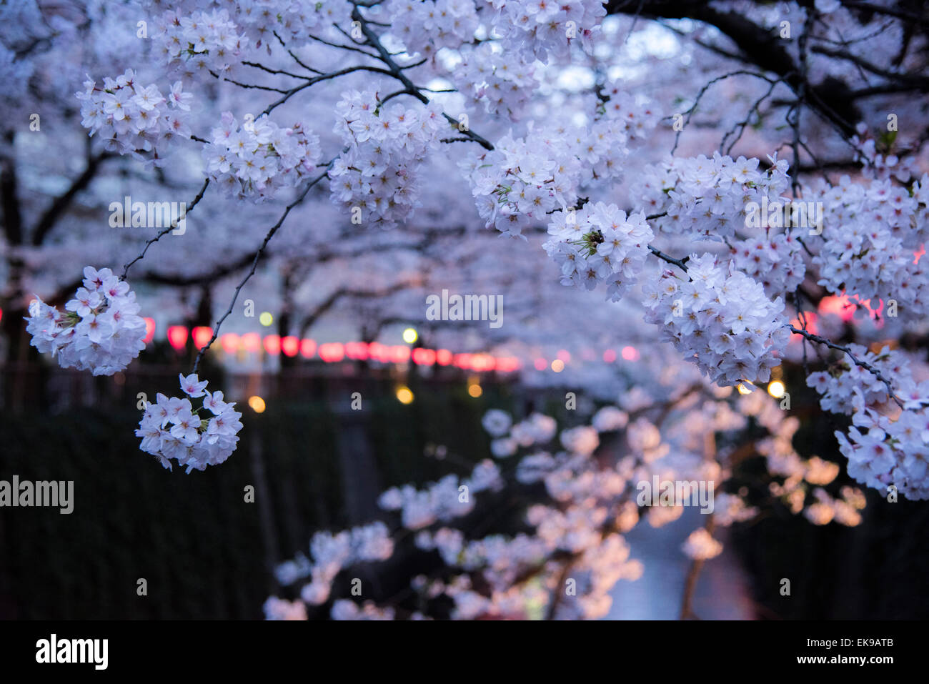 Cherry blossom,Meguro River,Meguro-Ku,Tokyo,Japan Stock Photo - Alamy
