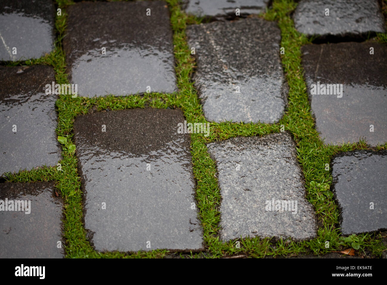 Background from the wet pavement with grass Stock Photo - Alamy