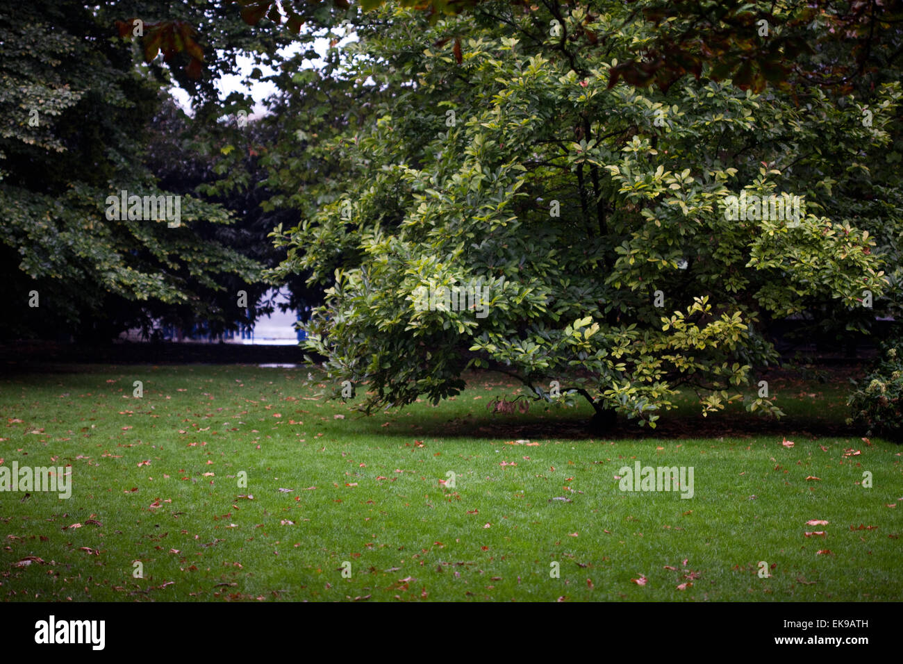 Trees, grass, leaves Stock Photo - Alamy