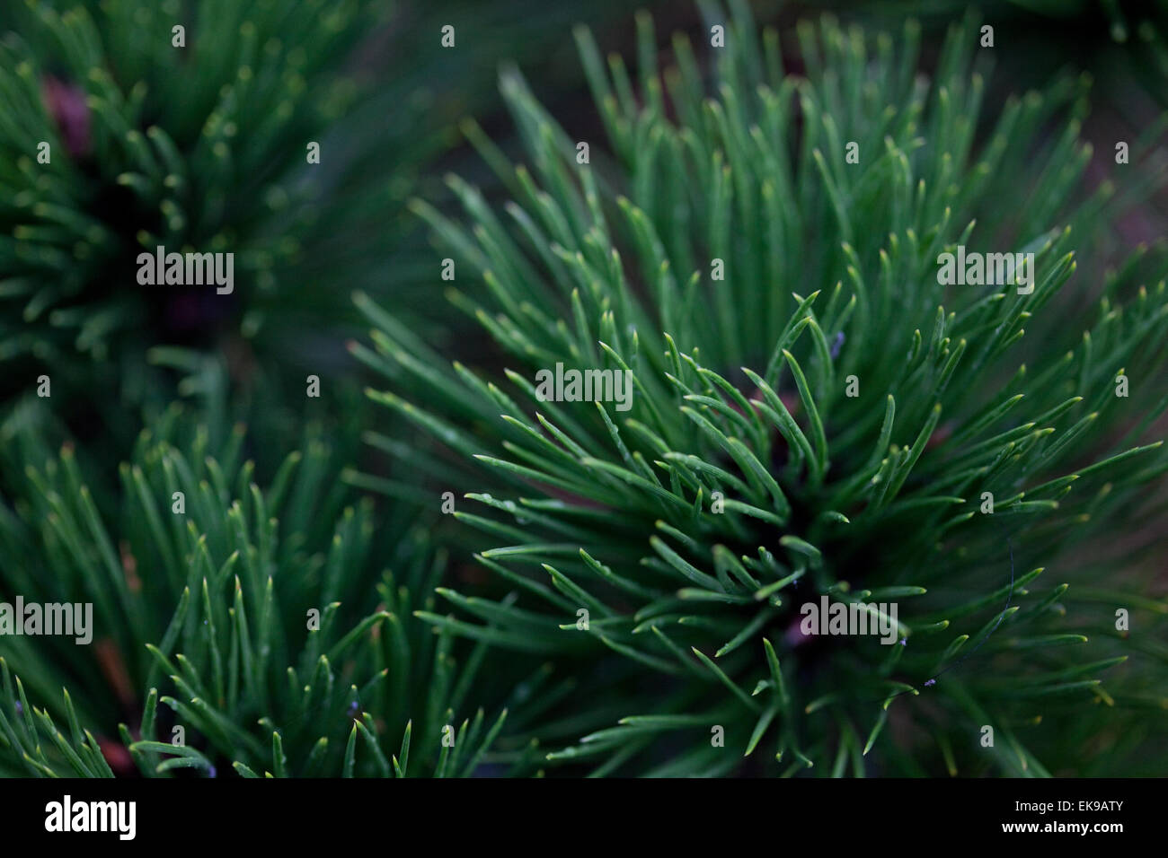 background of spruce Stock Photo - Alamy
