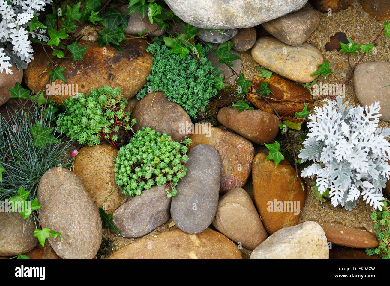 Spring palnt nature background hi-res stock photography and images - Alamy
