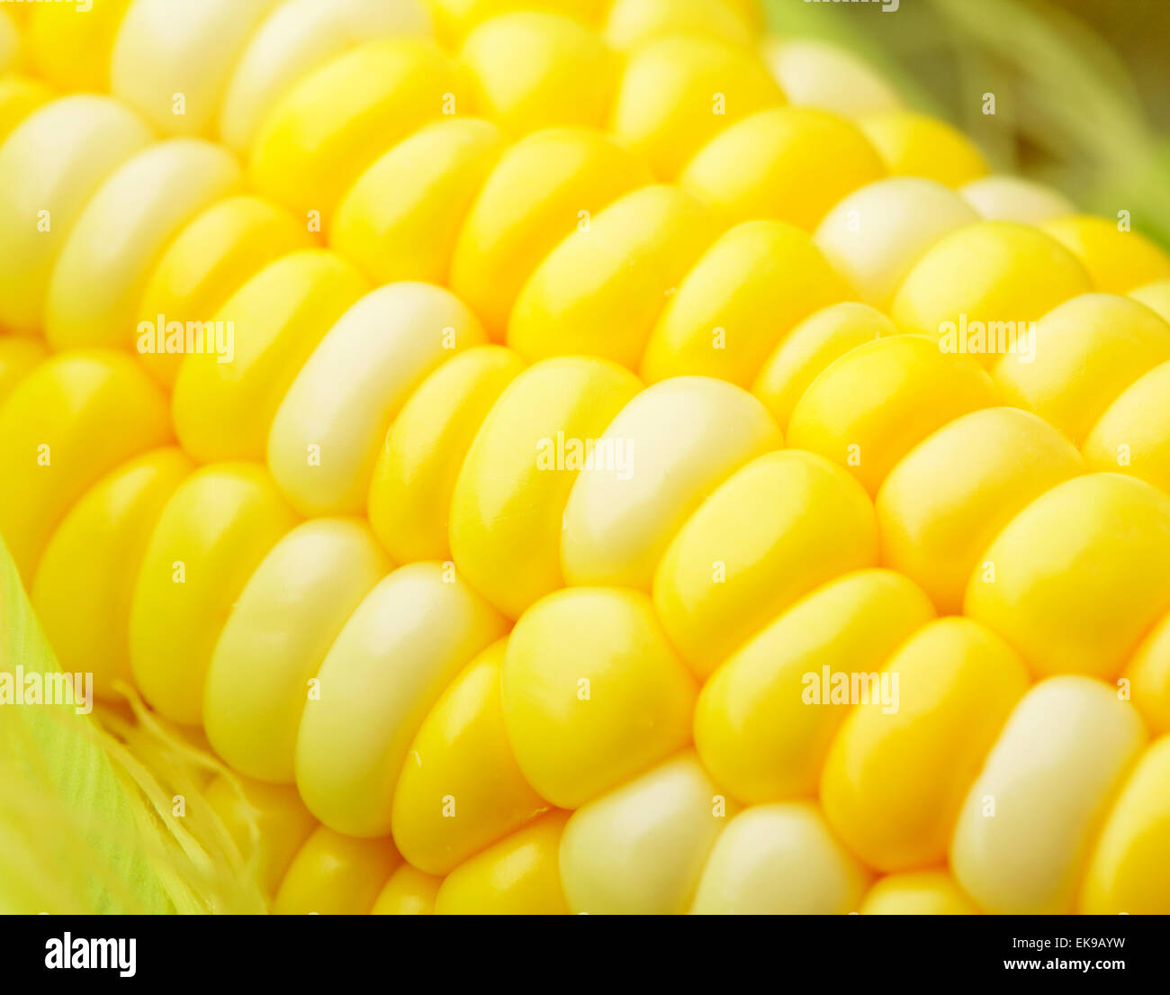 Fresh corn closeup hi-res stock photography and images - Alamy