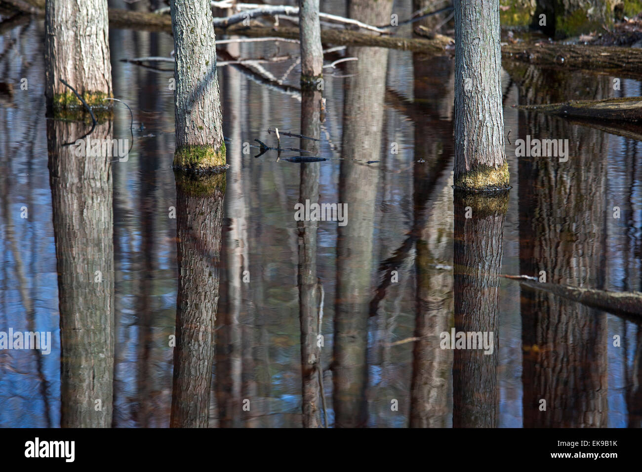 Waltz, Michigan - Crosswinds Marsh in early spring Stock Photo - Alamy