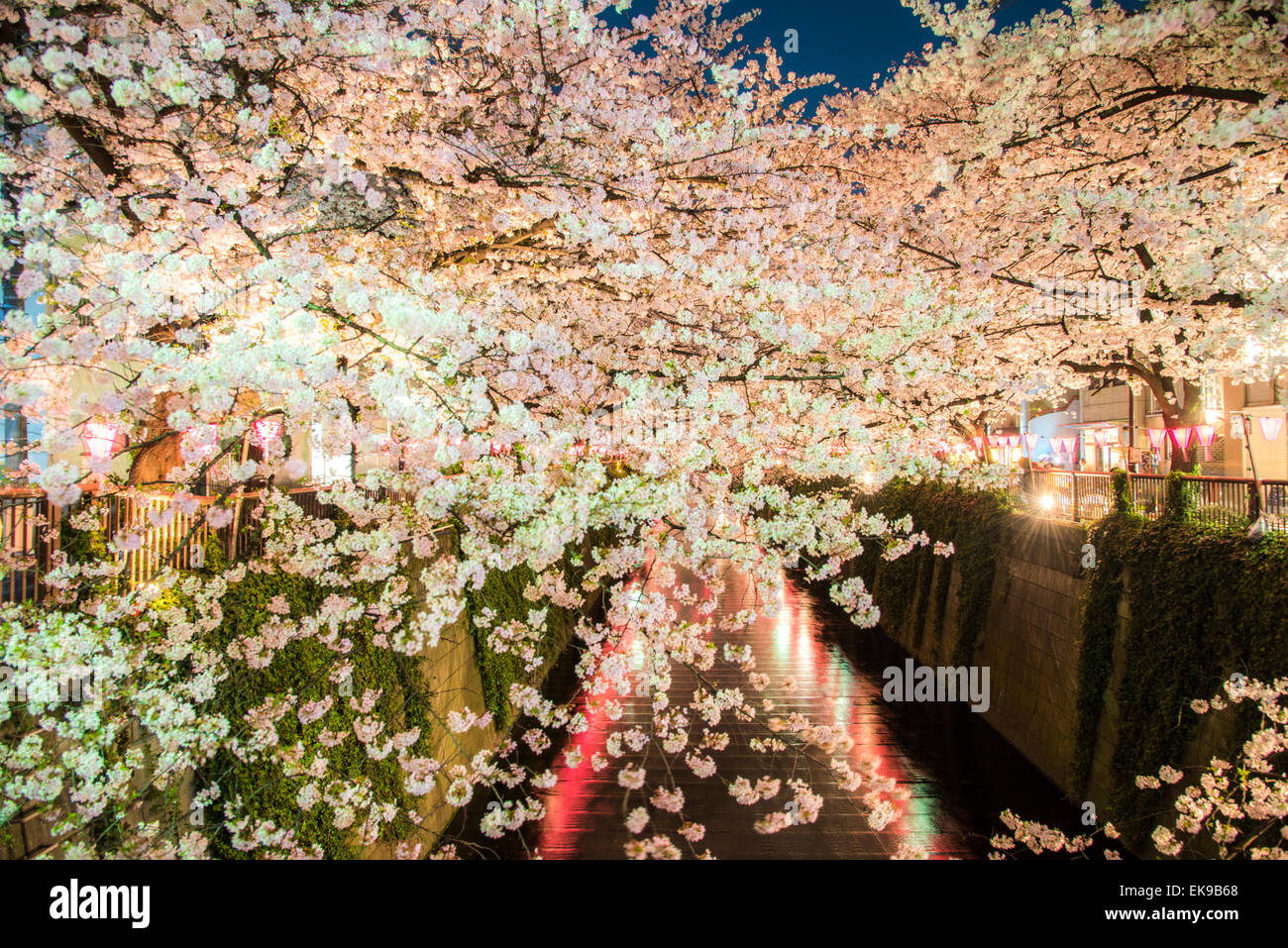 Cherry blossom,Meguro River,Meguro-Ku,Tokyo,Japan Stock Photo - Alamy