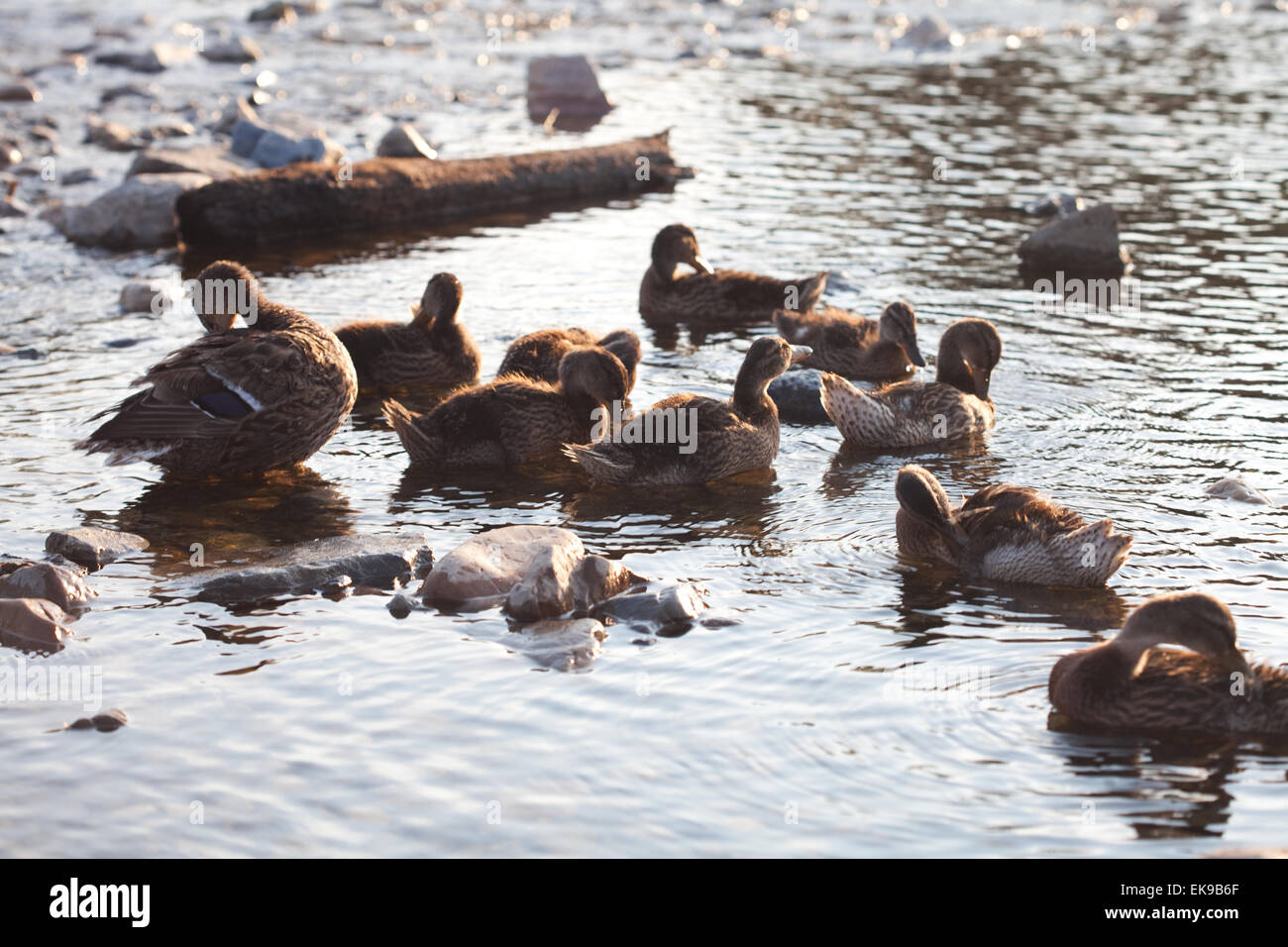 Ducks on the water Stock Photo - Alamy