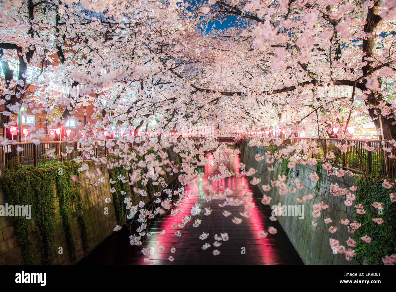 Cherry blossom,Meguro River,Meguro-Ku,Tokyo,Japan Stock Photo - Alamy