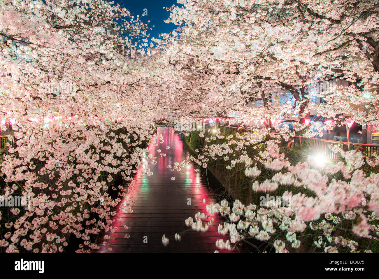 Cherry blossom,Meguro River,Meguro-Ku,Tokyo,Japan Stock Photo - Alamy