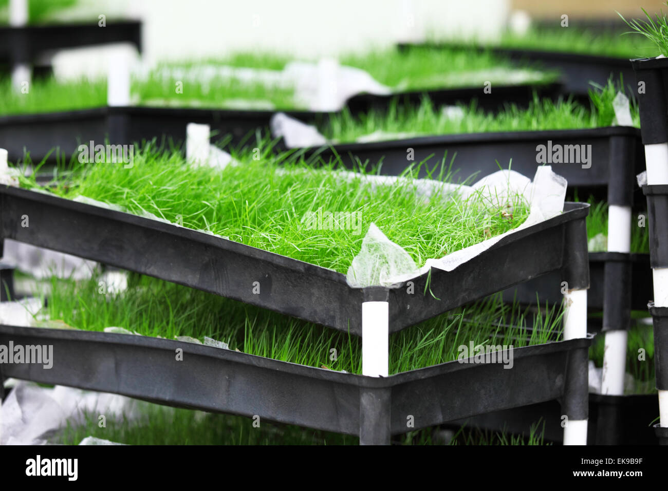 Bermuda grass lawn hi-res stock photography and images - Alamy