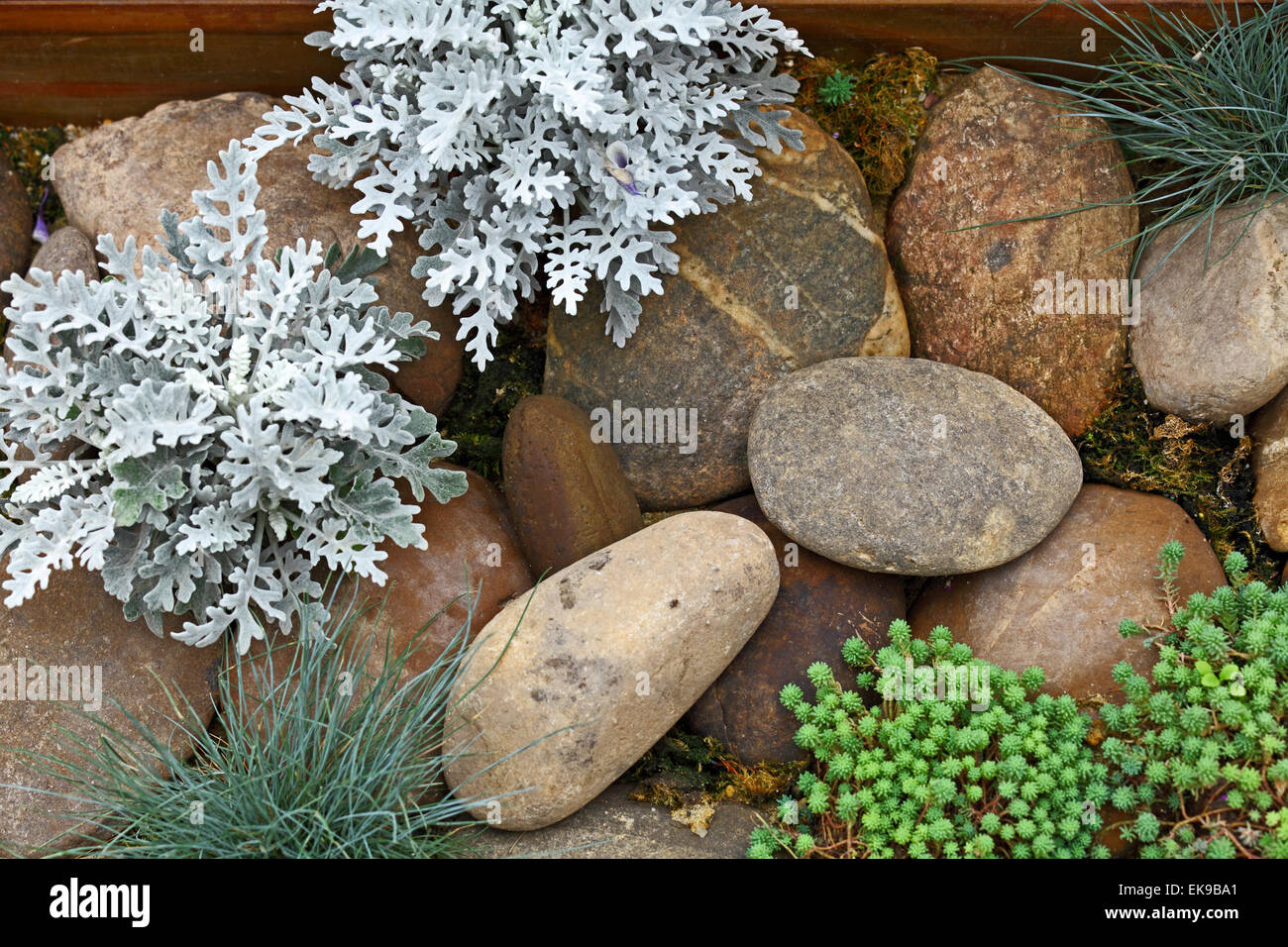 Plant on rock stone Stock Photo - Alamy