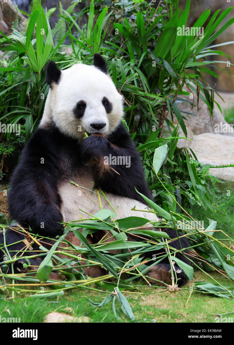 Giant panda eating bamboo Stock Photo - Alamy