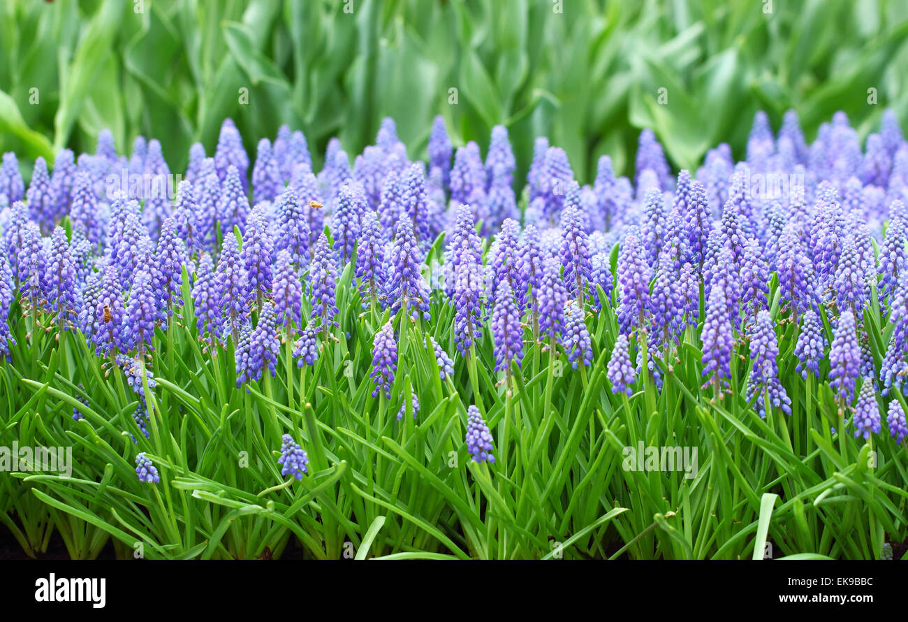 flower, muscari botryoides Stock Photo - Alamy