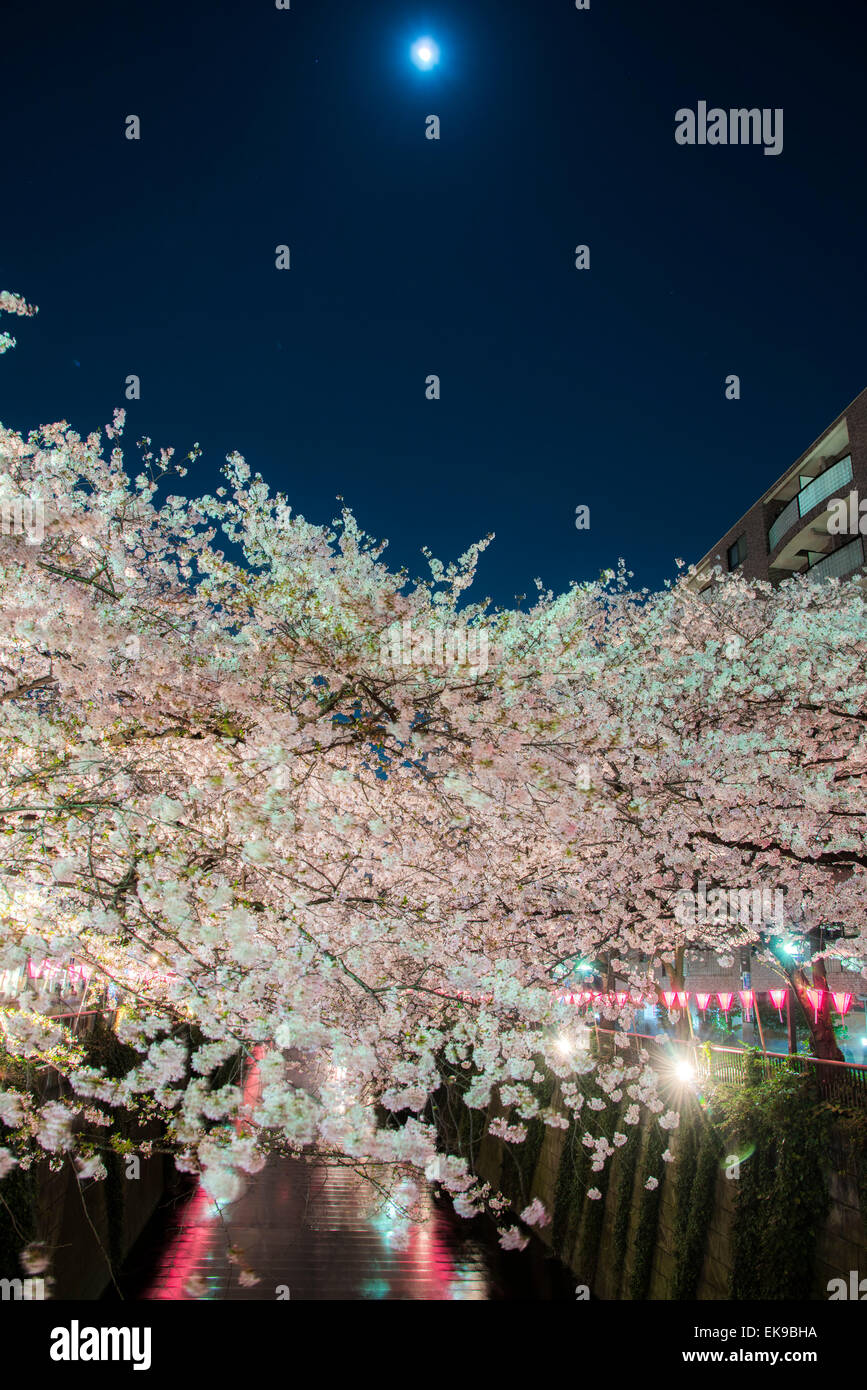 Cherry blossom,Meguro River,Meguro-Ku,Tokyo,Japan Stock Photo - Alamy