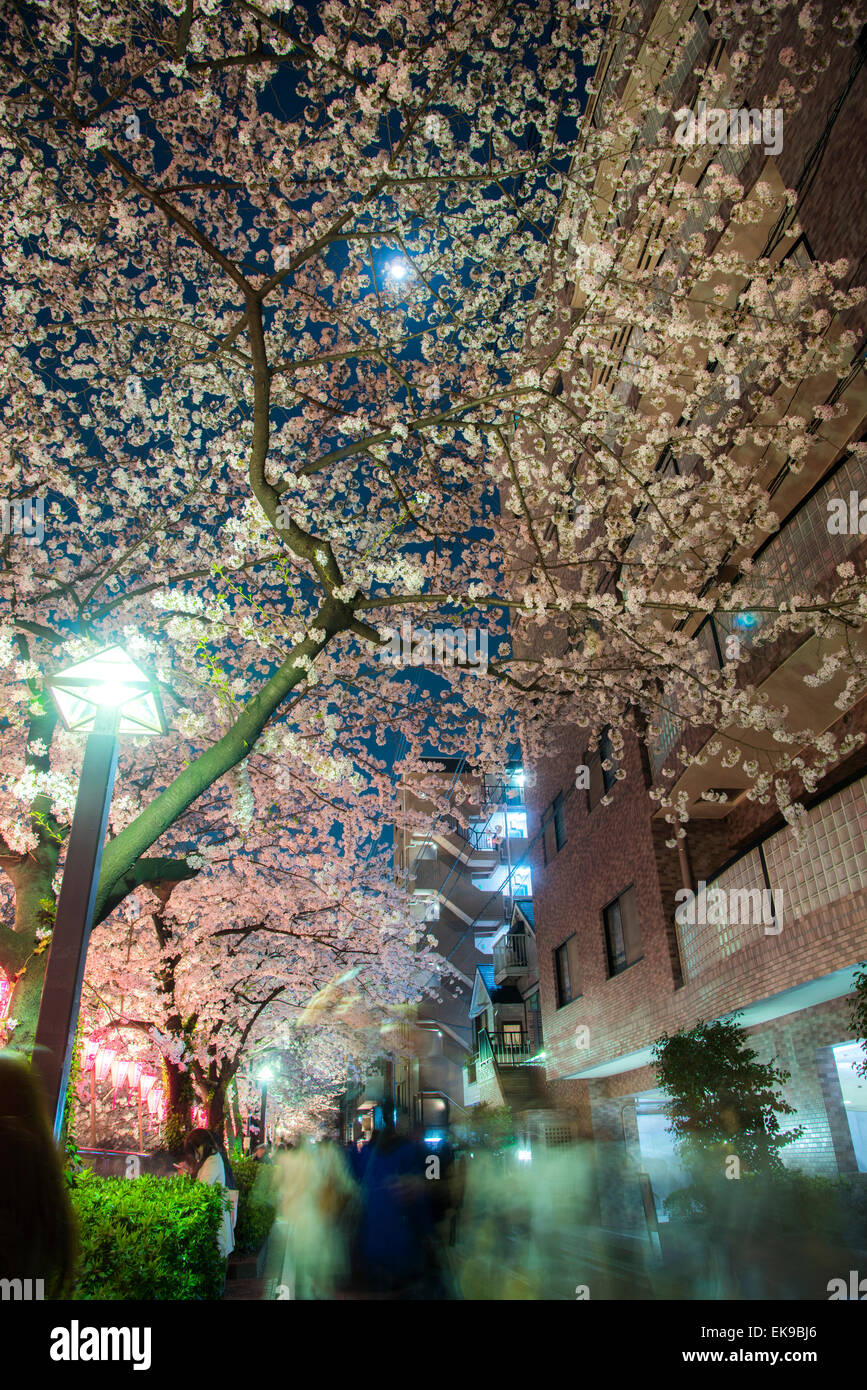 Cherry blossom,Meguro River,Meguro-Ku,Tokyo,Japan Stock Photo - Alamy