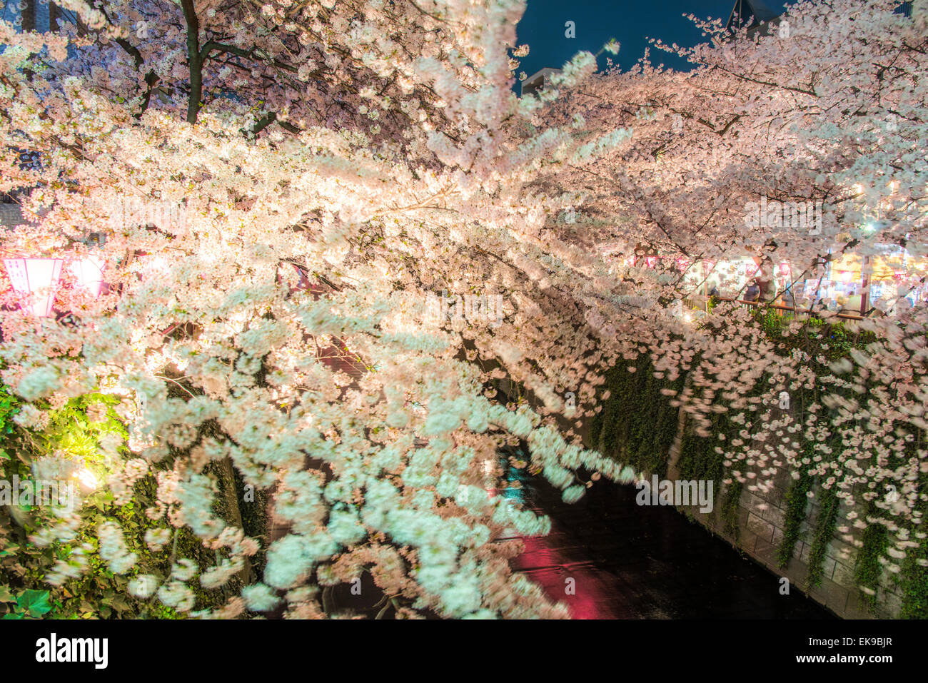 Cherry blossom,Meguro River,Meguro-Ku,Tokyo,Japan Stock Photo - Alamy