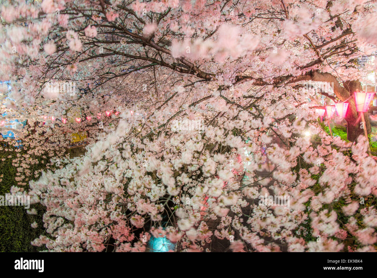 Cherry blossom,Meguro River,Meguro-Ku,Tokyo,Japan Stock Photo - Alamy