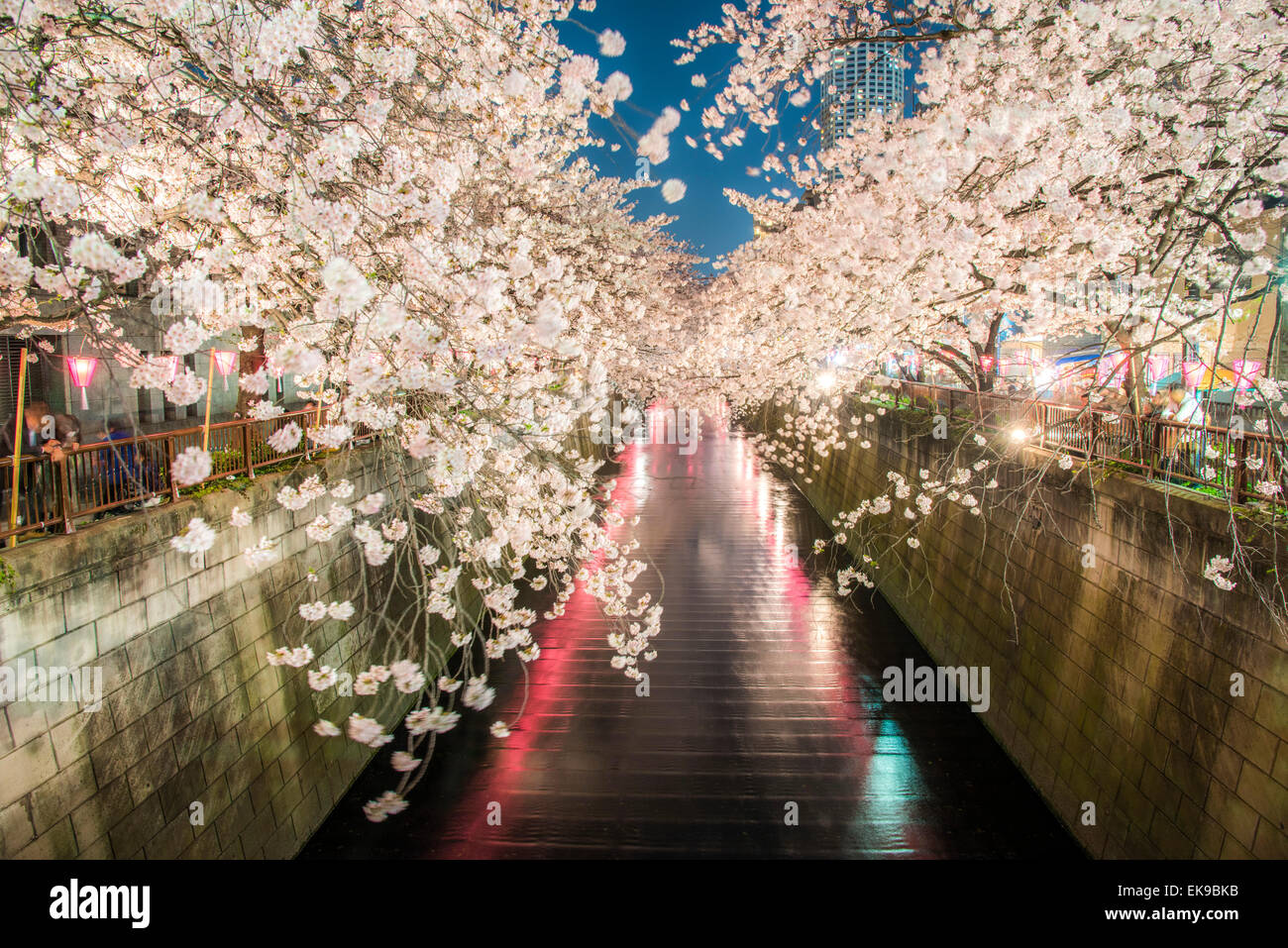 Cherry blossom,Meguro River,Meguro-Ku,Tokyo,Japan Stock Photo - Alamy