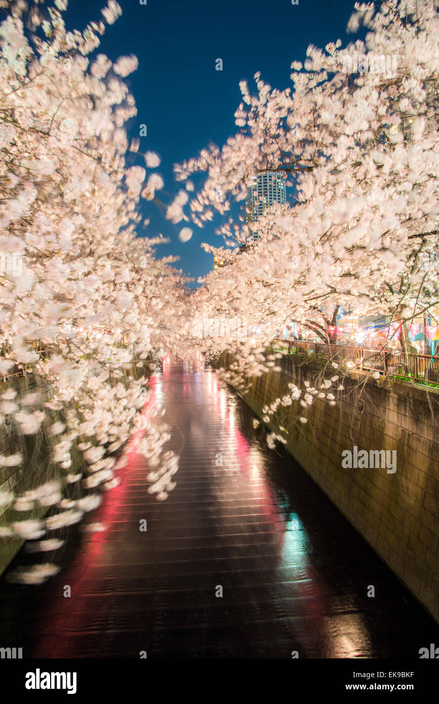 Cherry blossom,Meguro River,Meguro-Ku,Tokyo,Japan Stock Photo - Alamy