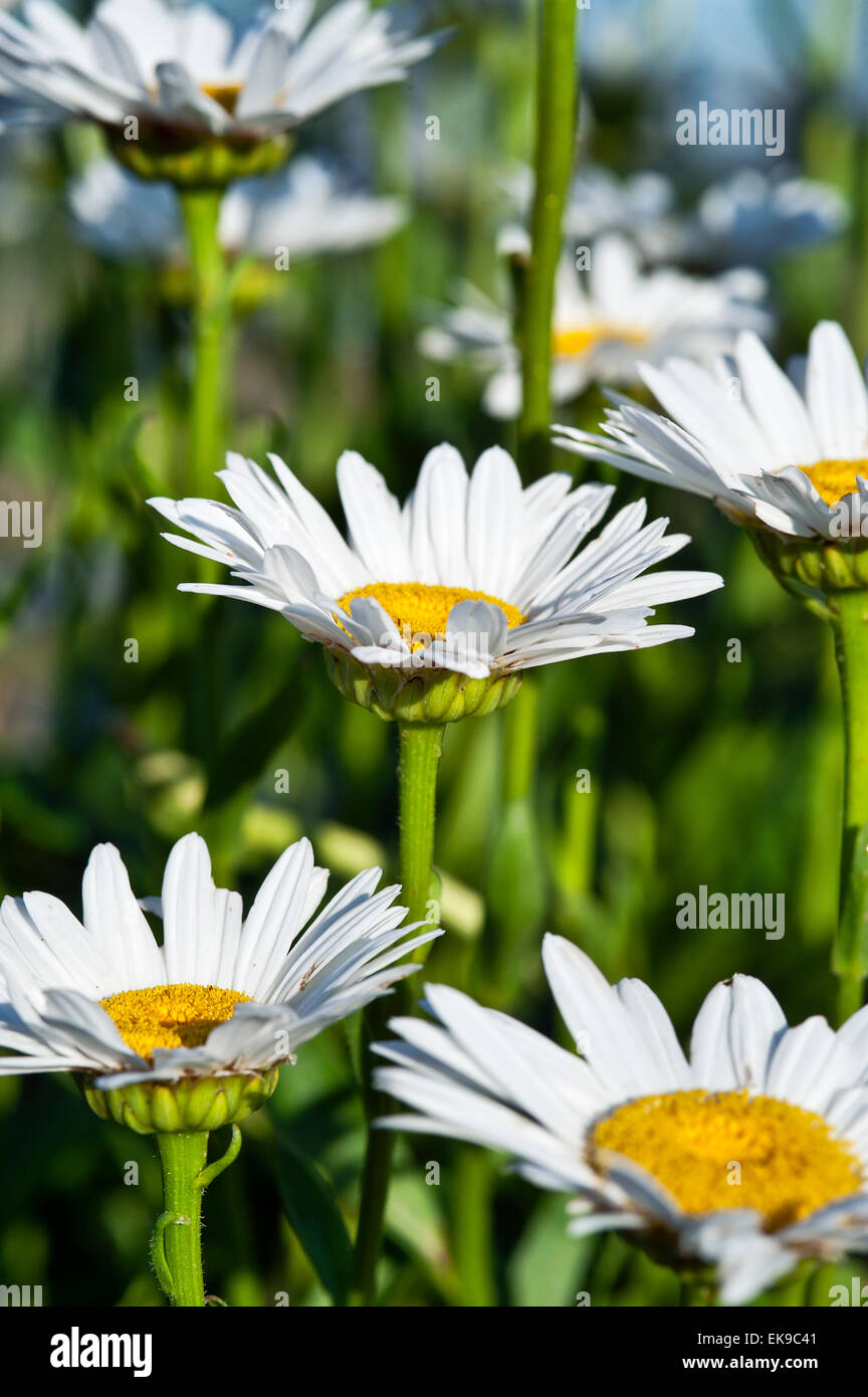 Field of Common Daisies Stock Photo - Alamy