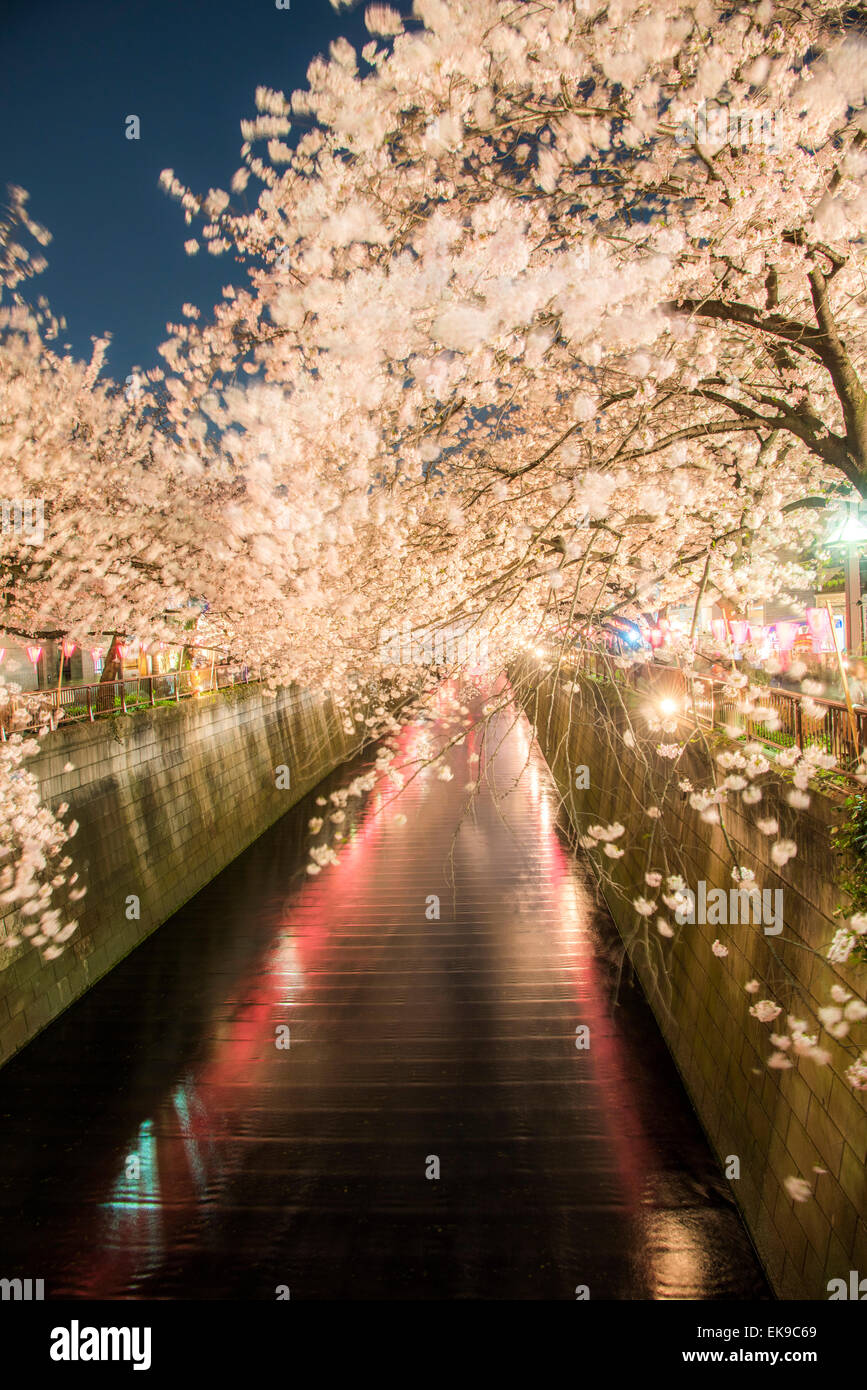 Cherry blossom,Meguro River,Meguro-Ku,Tokyo,Japan Stock Photo - Alamy