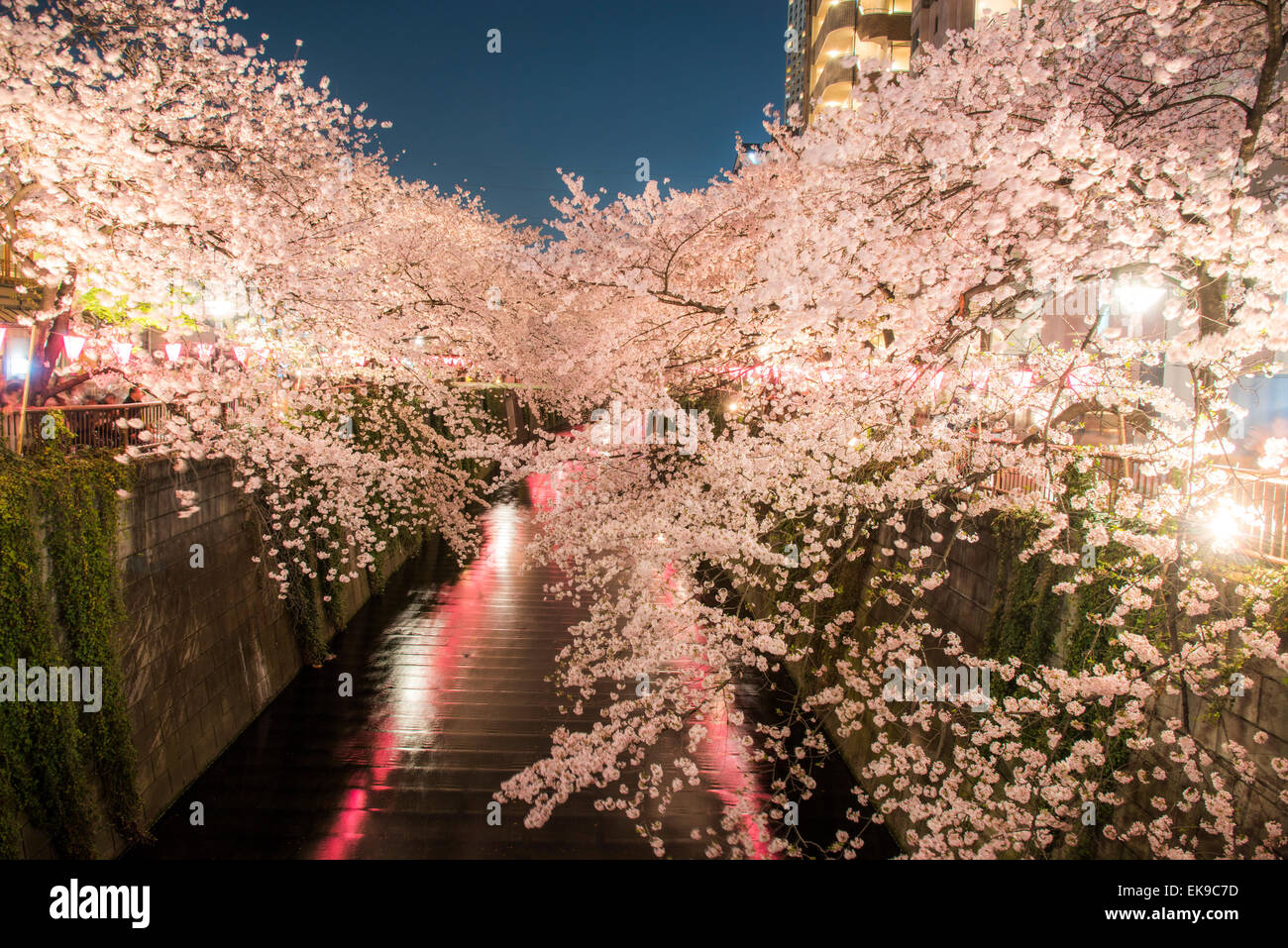 Cherry blossom,Meguro River,Meguro-Ku,Tokyo,Japan Stock Photo - Alamy
