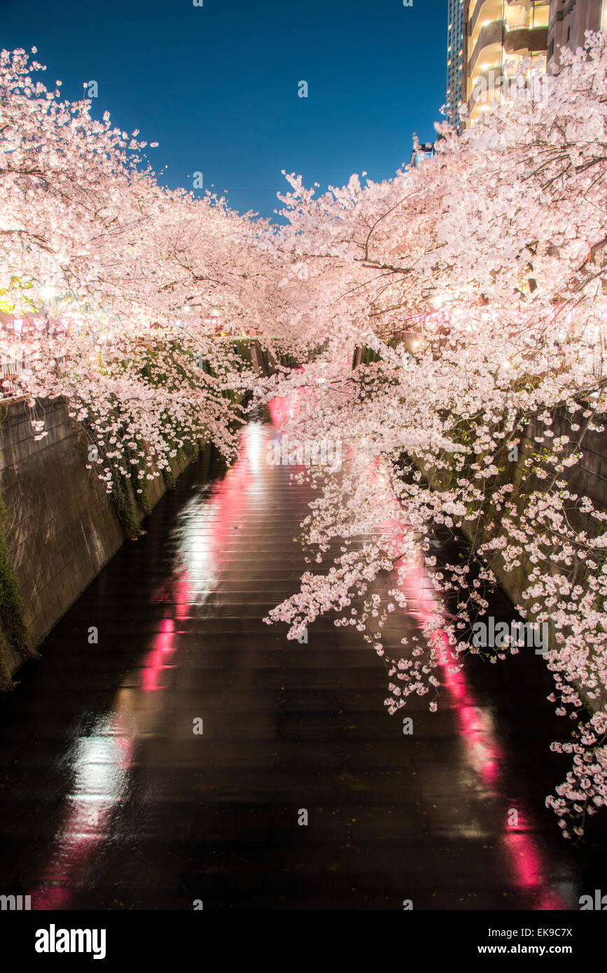Cherry blossom,Meguro River,Meguro-Ku,Tokyo,Japan Stock Photo - Alamy