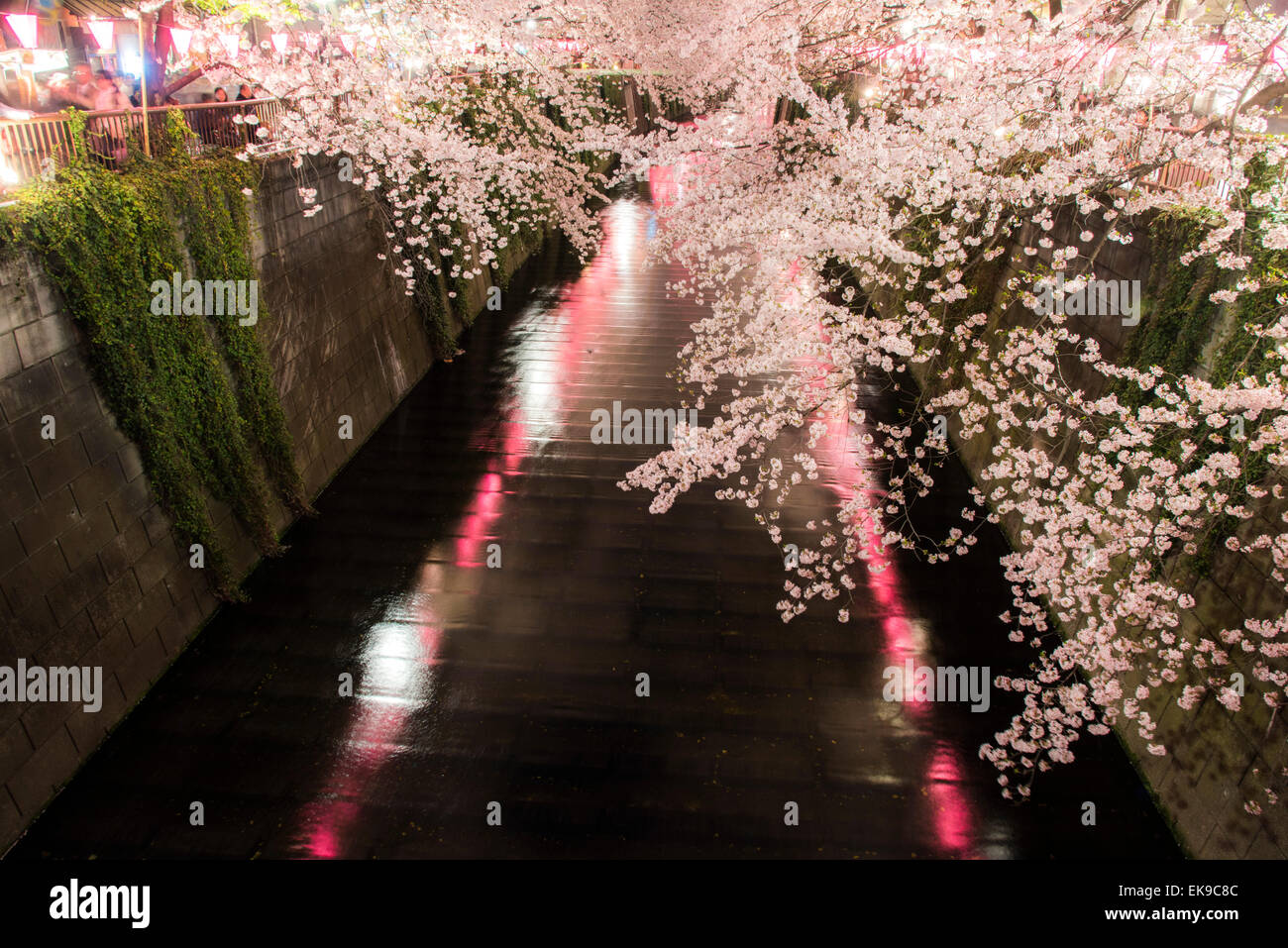 Cherry blossom,Meguro River,Meguro-Ku,Tokyo,Japan Stock Photo - Alamy
