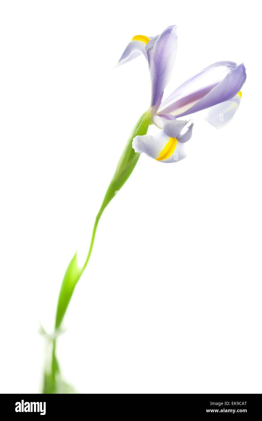 White iris blossom in Cut Out Stock Images & Pictures - Alamy
