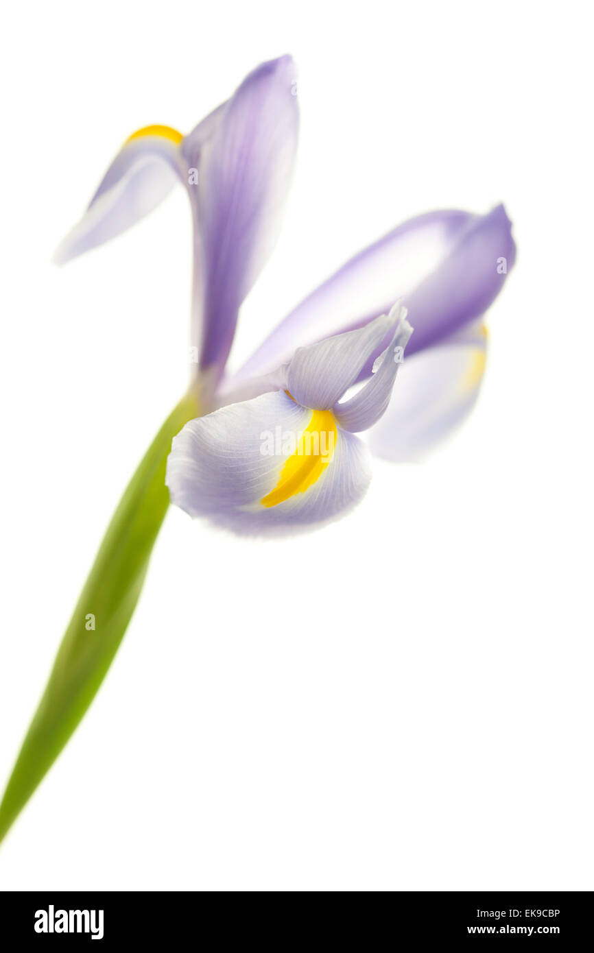 Iris isolated on white Stock Photo - Alamy