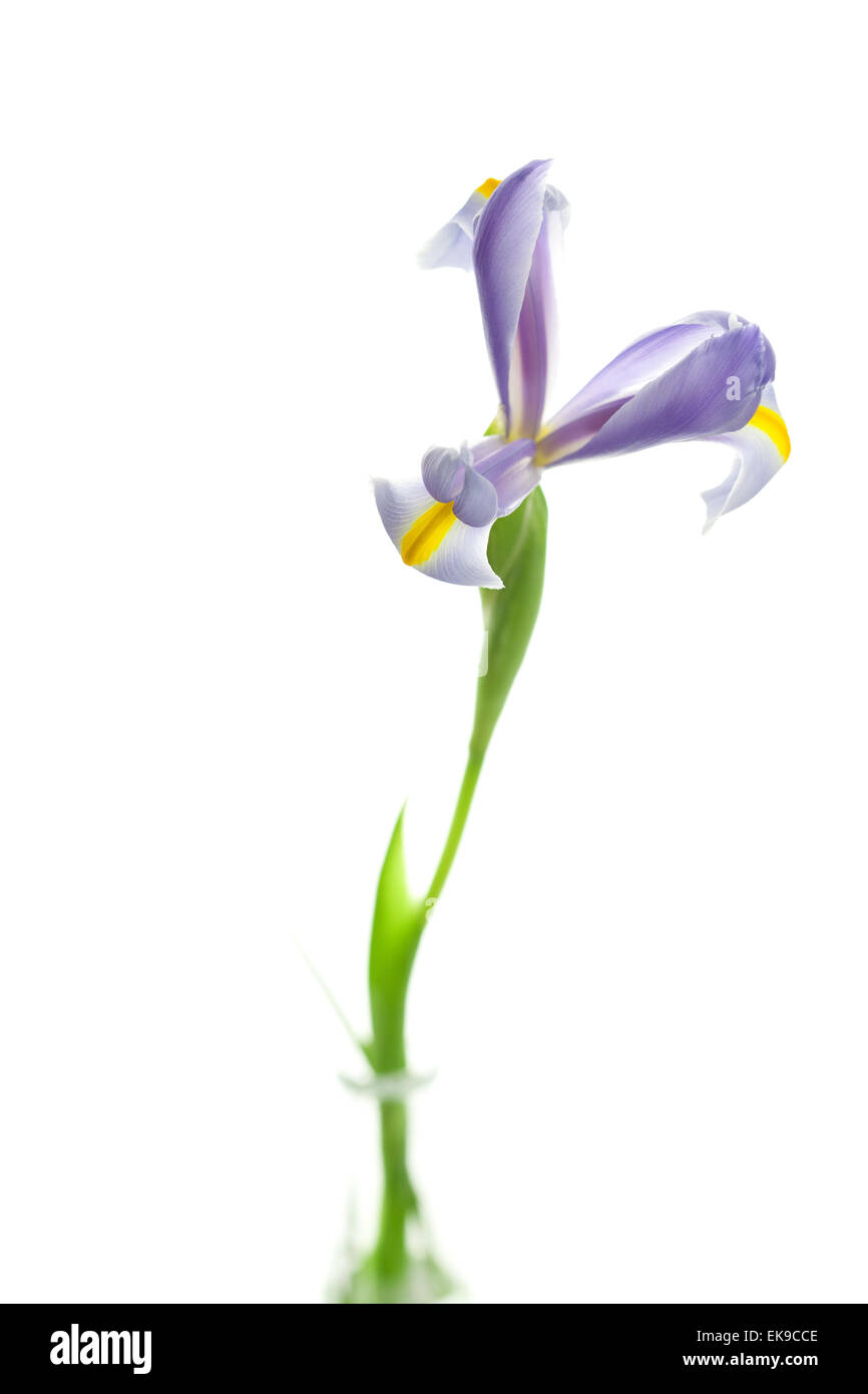 Iris isolated on white Stock Photo - Alamy