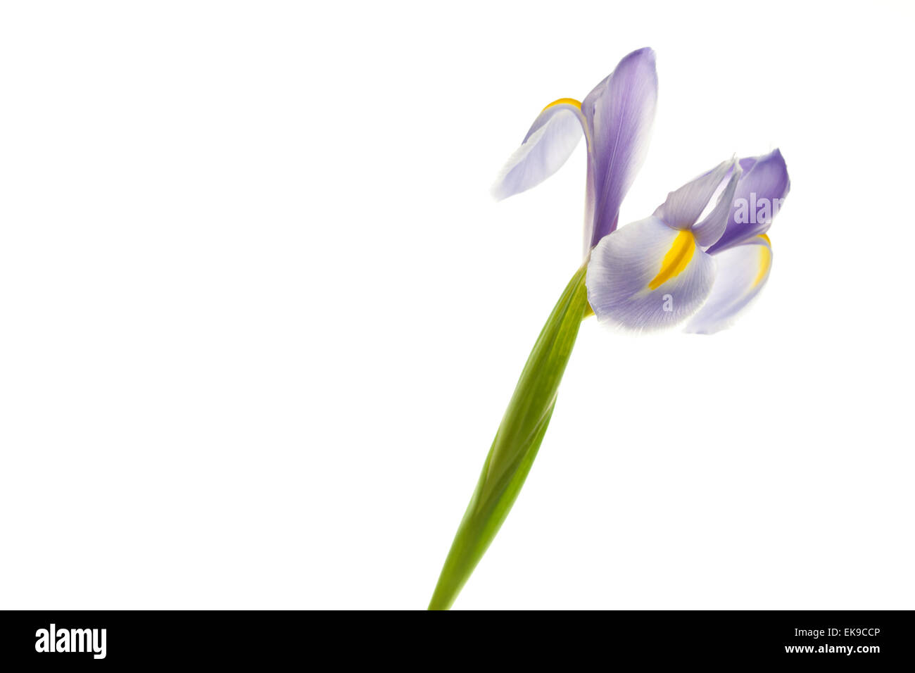 Iris isolated on white Stock Photo - Alamy