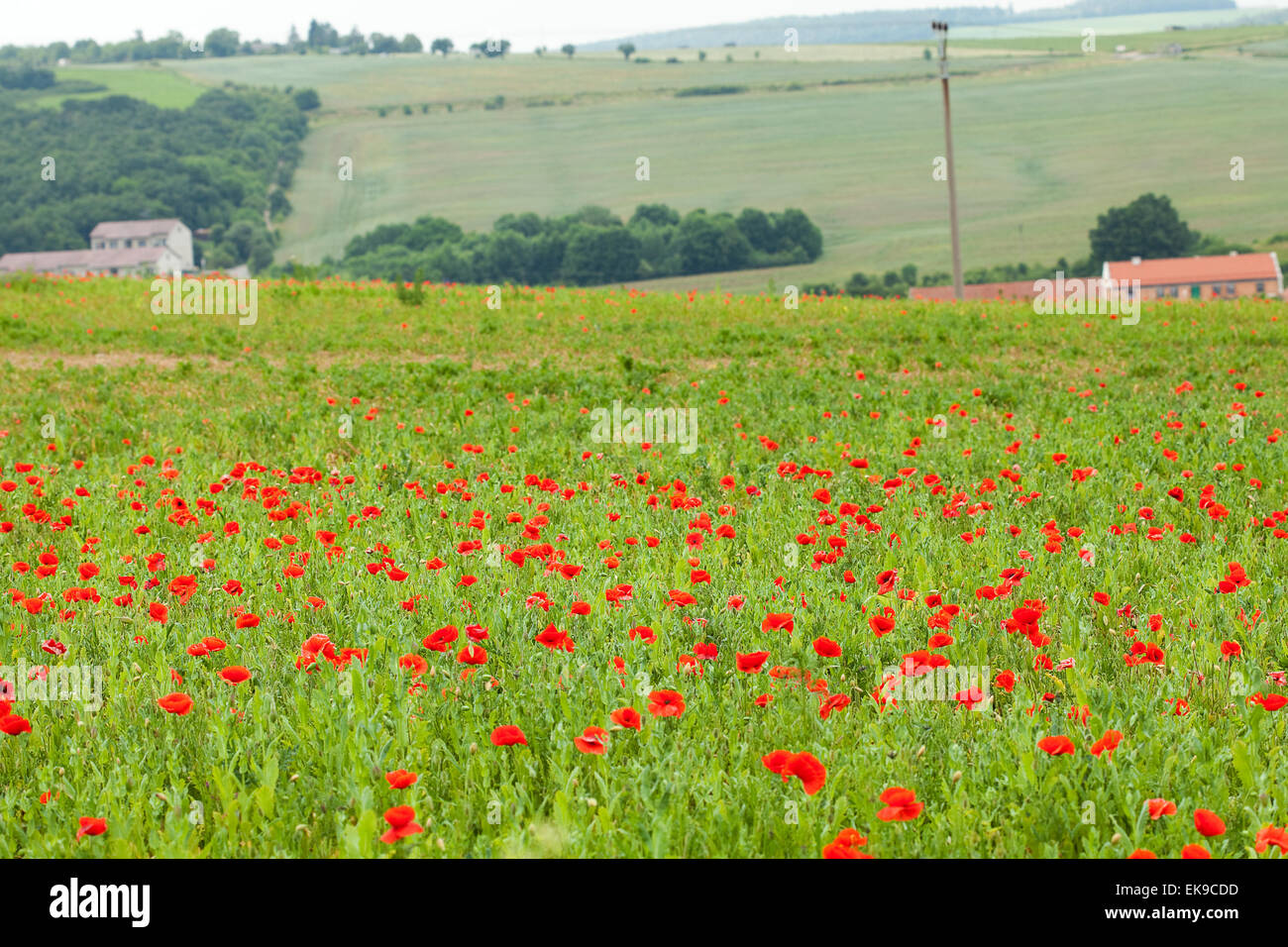 beautiful poppy field background Stock Photo - Alamy