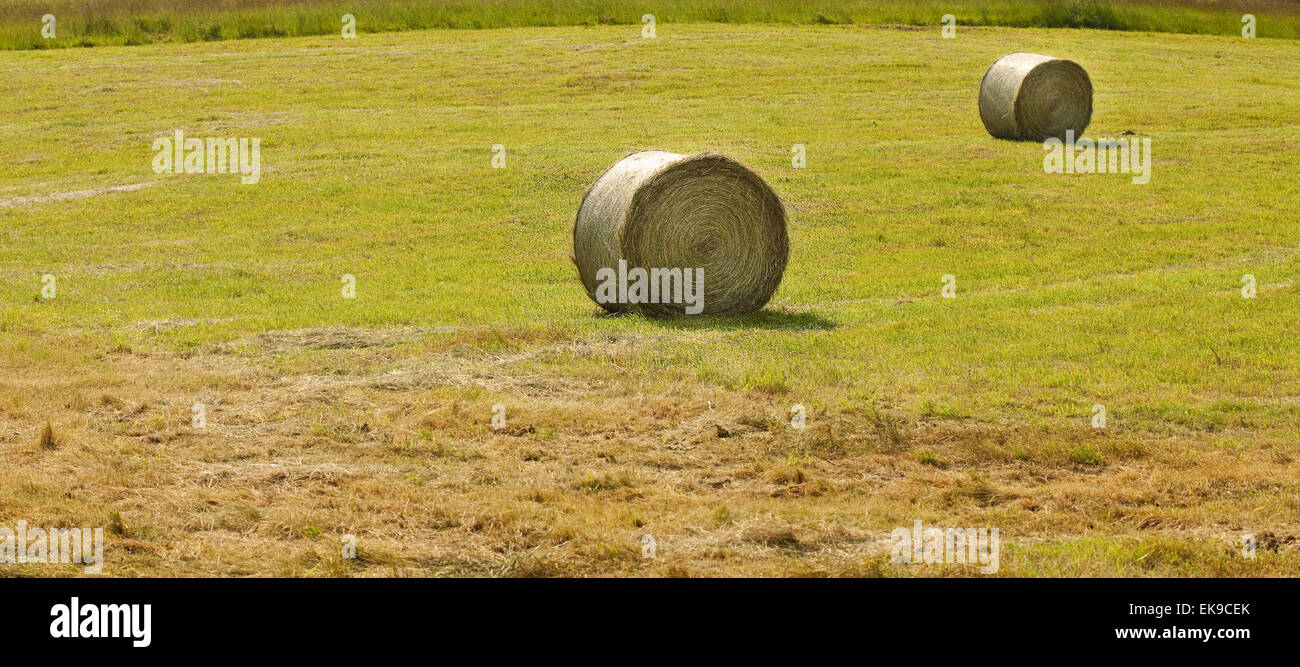 Round haystacks in a field Stock Photo - Alamy