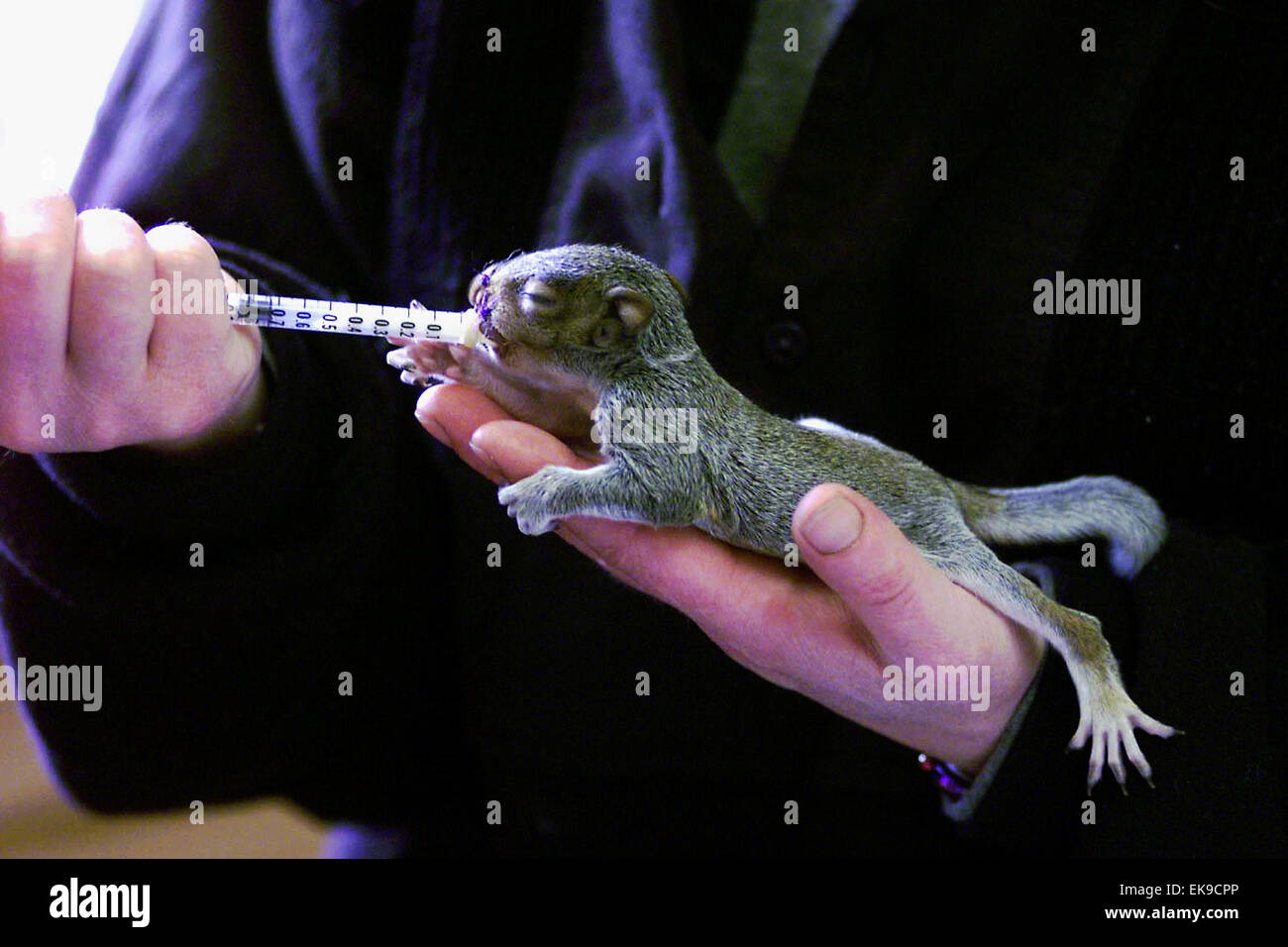 INJURED SQUIRRELS AT ANIMAL LINE ANIMAL SANCTUARY - A BABY SQUIRREL ...