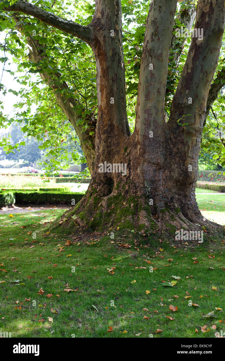 large tree standing in the park Stock Photo - Alamy