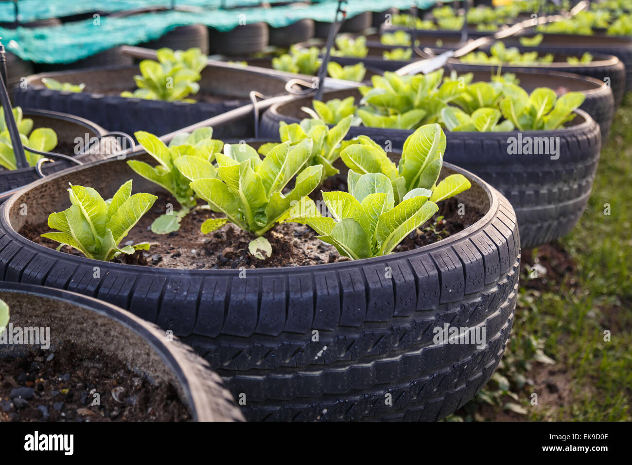 recycle of tire used in organic vegetable farm Stock Photo - Alamy