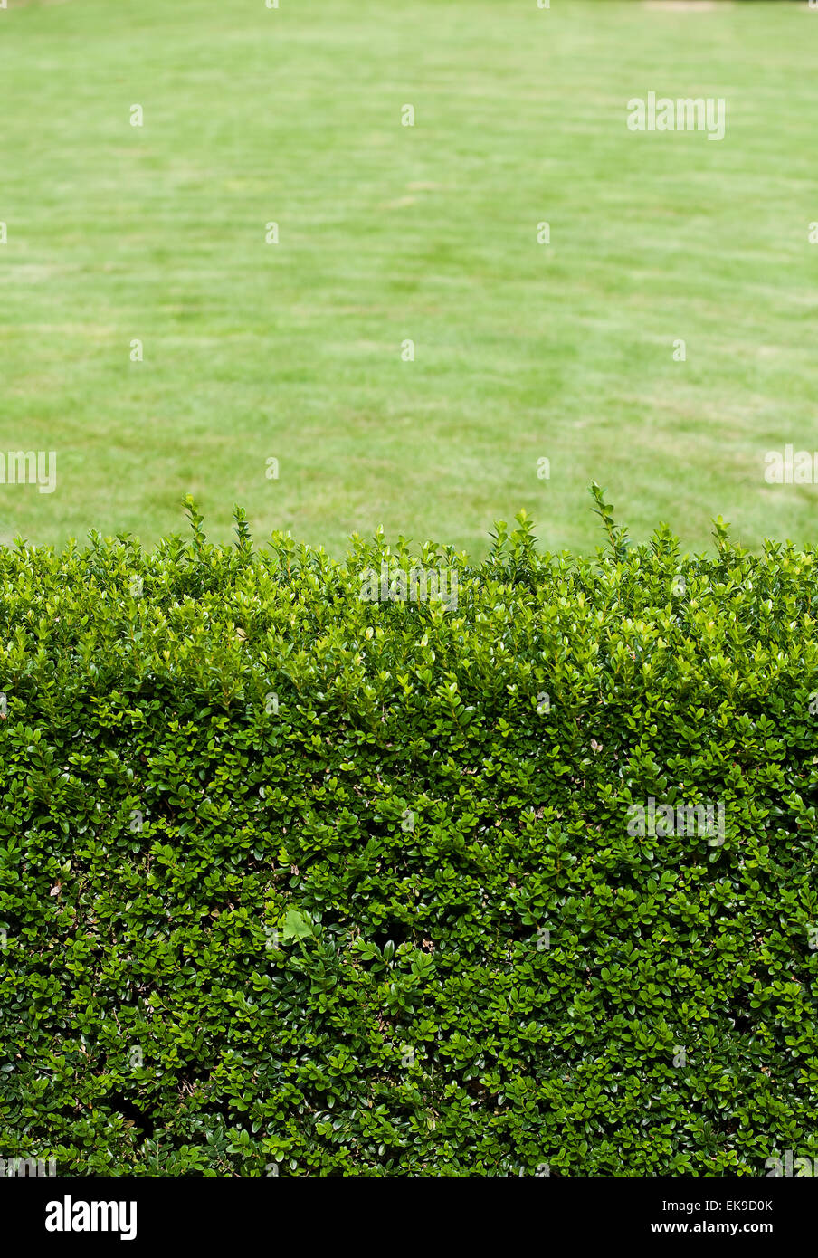 background of green shrubs Stock Photo - Alamy