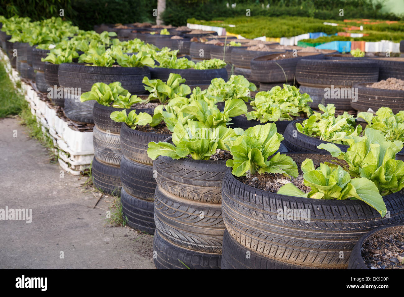 recycle of tire used in organic vegetable farm Stock Photo - Alamy