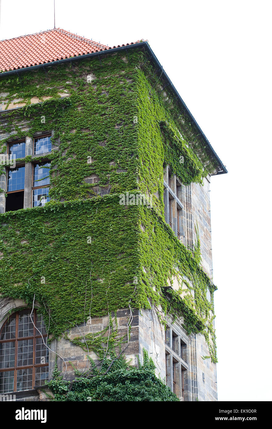 Entwinedivy hi-res stock photography and images - Alamy