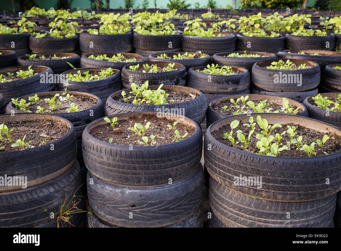 recycle of tire used in organic vegetable farm Stock Photo - Alamy