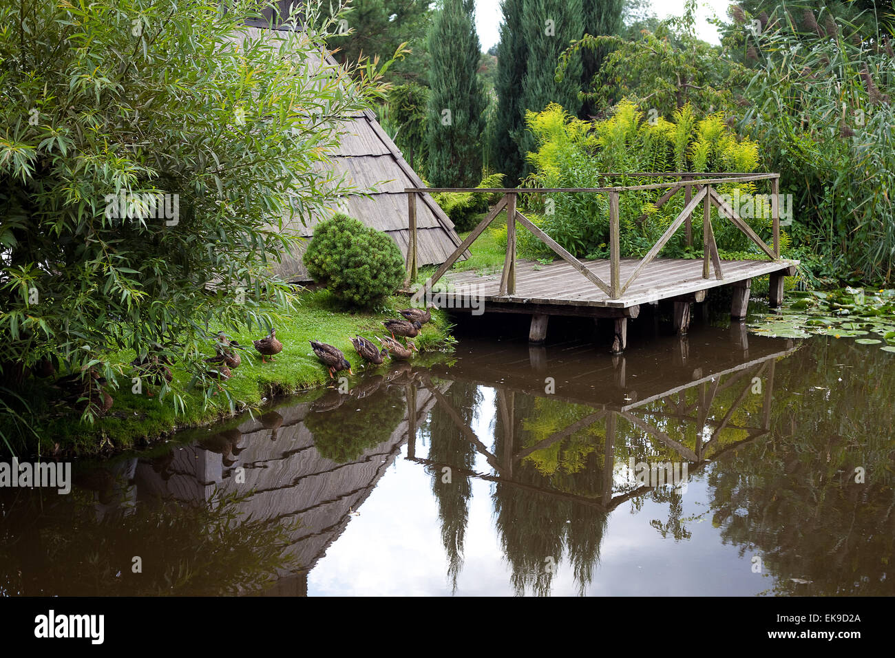 pond with ducks and a wooden platform Stock Photo - Alamy