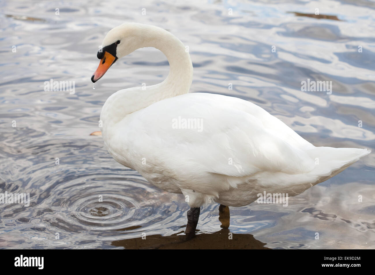 white swan standing in water Stock Photo - Alamy
