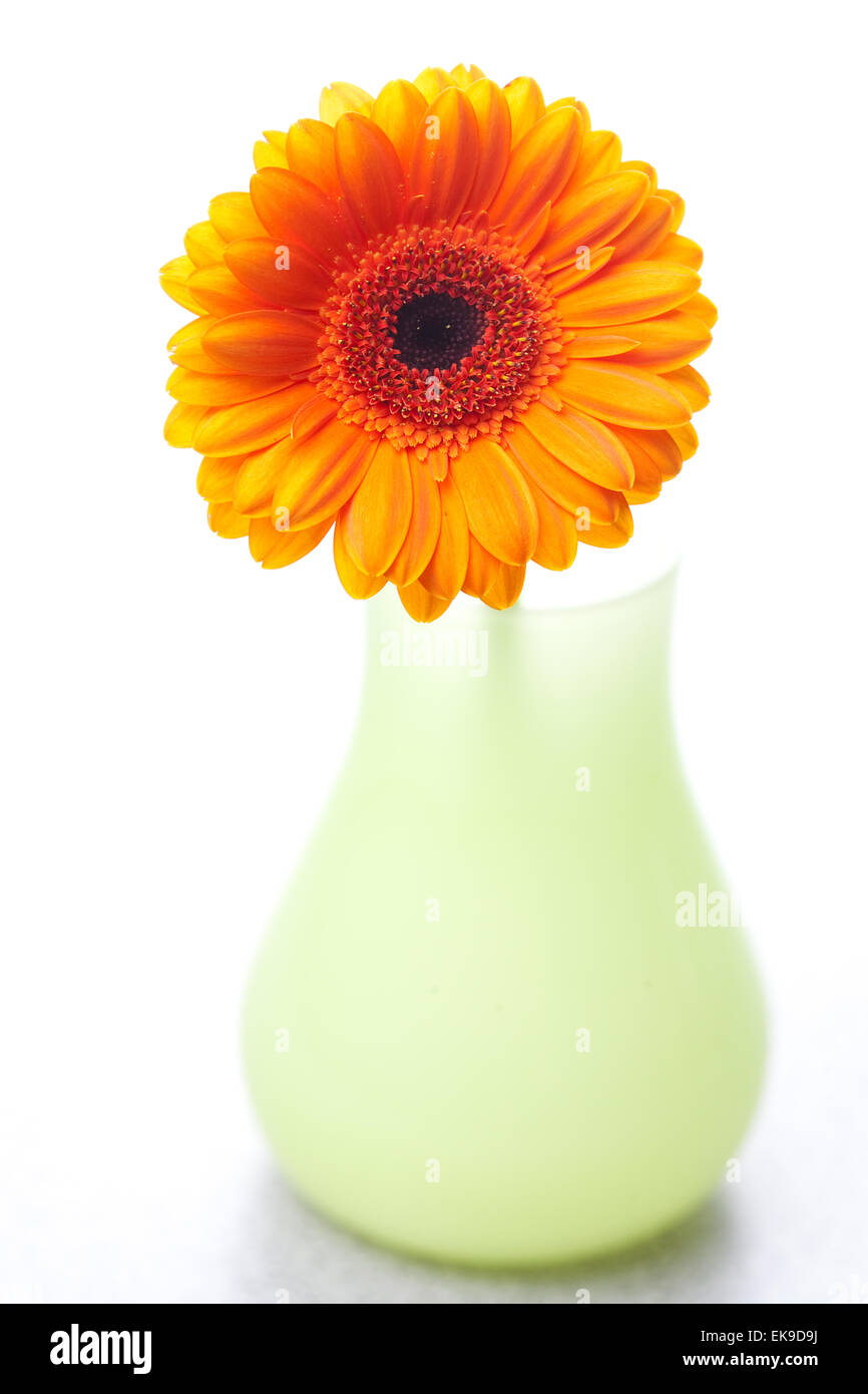 gerbera flower in vase isolated on white Stock Photo - Alamy