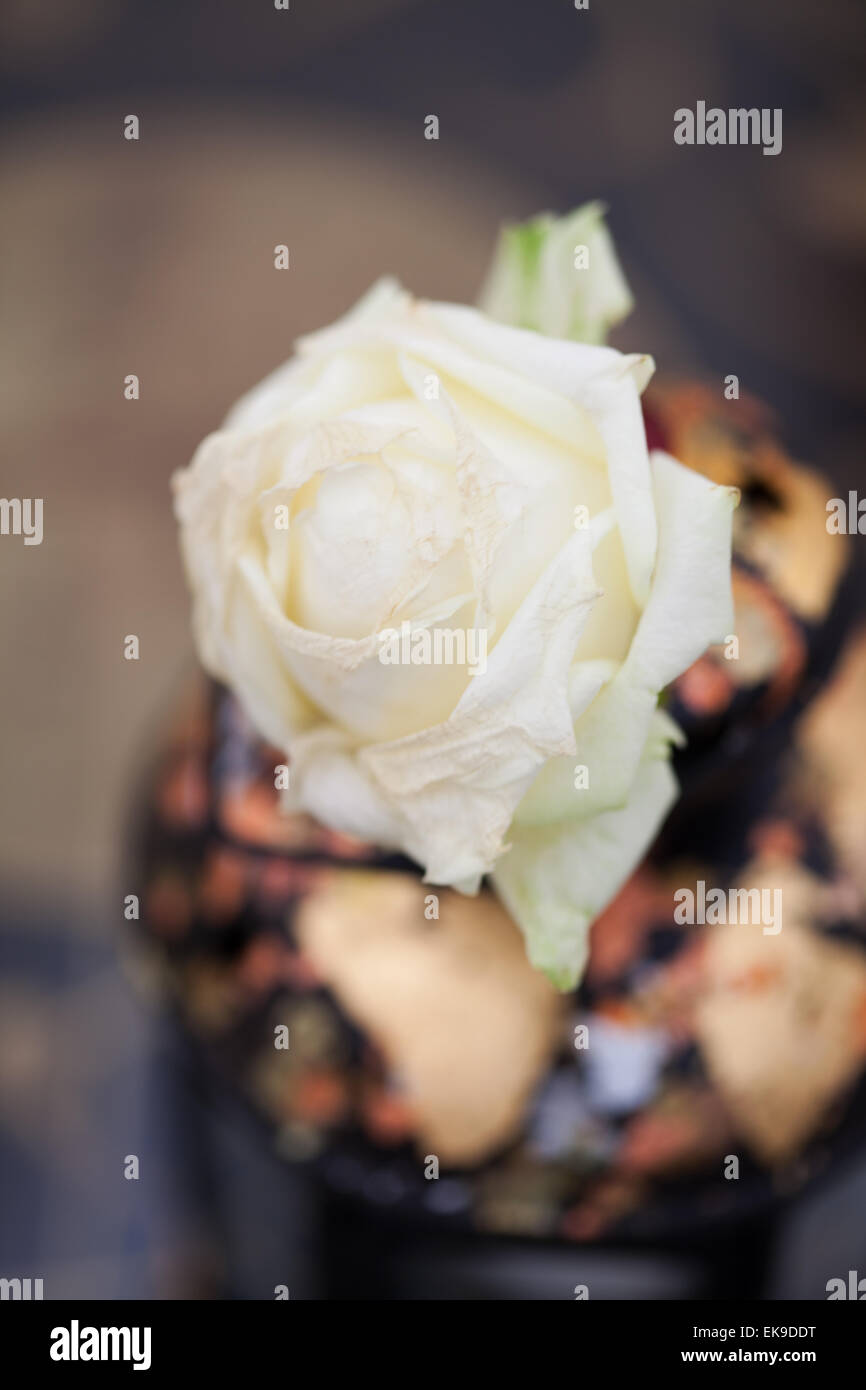 Single White Rose Stock Photo - Alamy