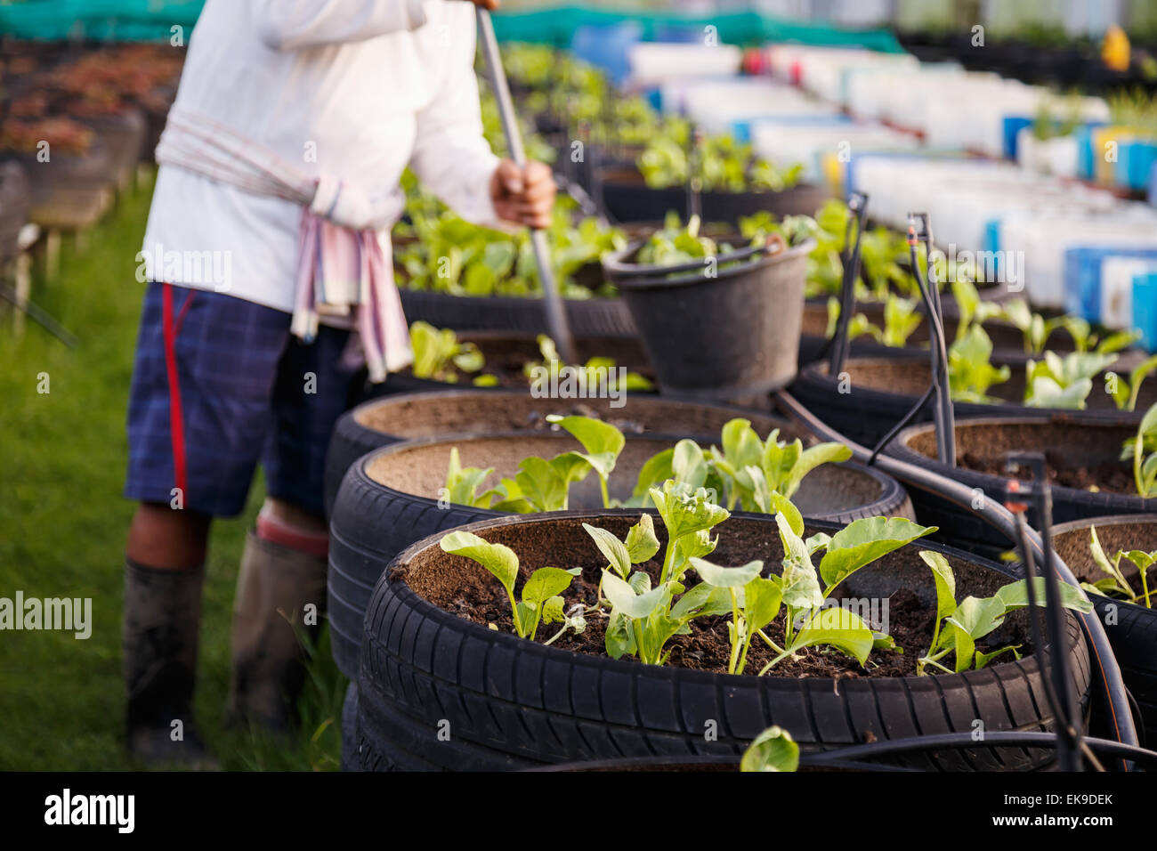 recycle of tire used in organic vegetable farm Stock Photo - Alamy